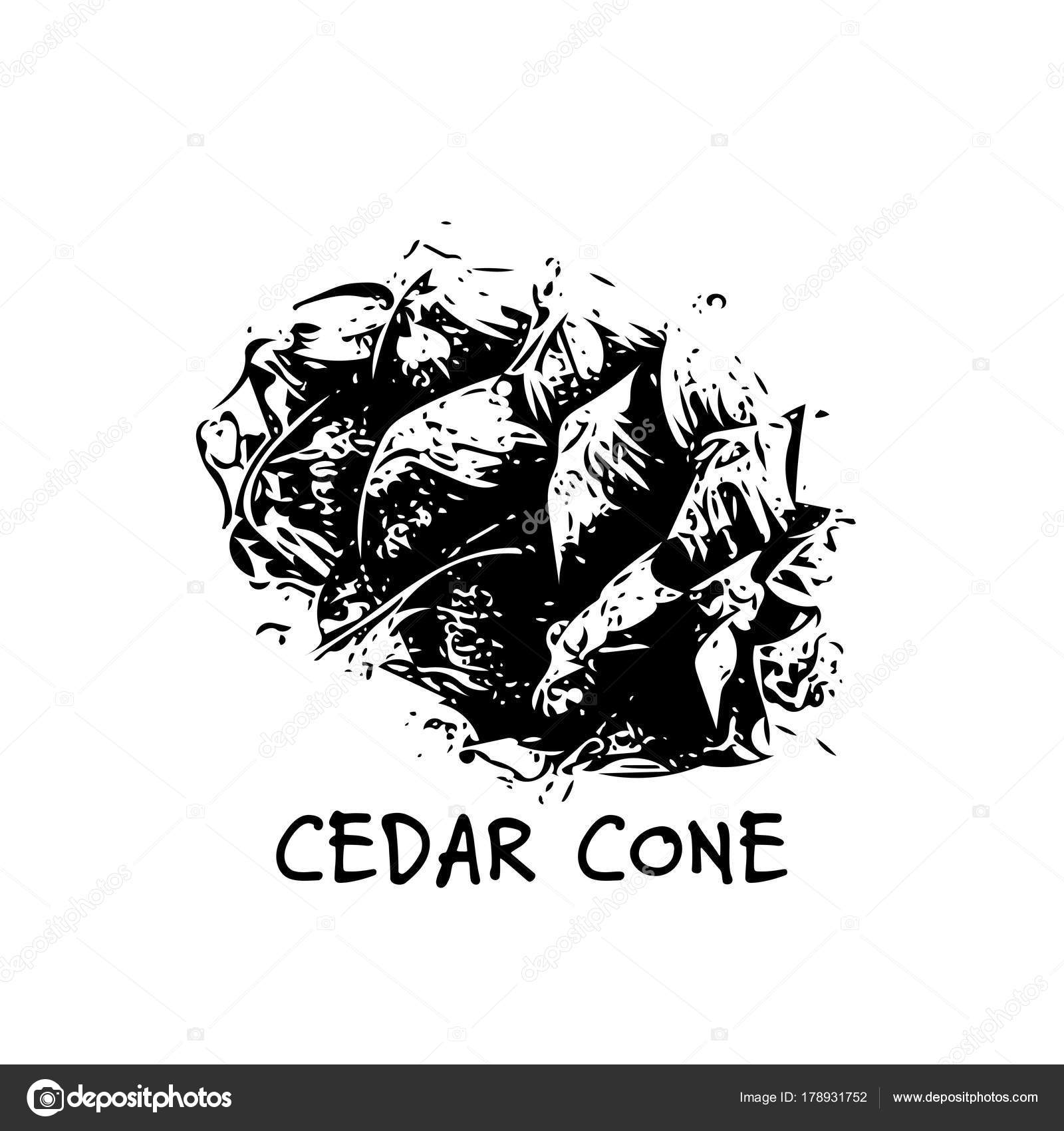 Cedar cone, sketch for your design Stock Vector by ©Kudryashka 178931752