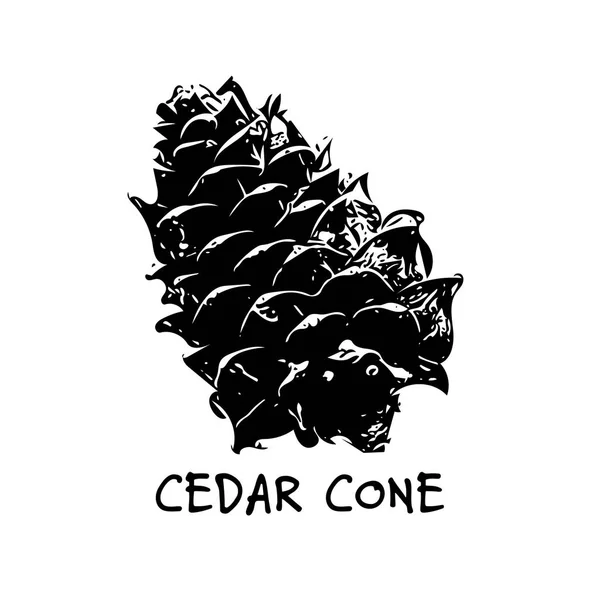 Cedar cone set, sketch for your design Stock Vector Image by ...