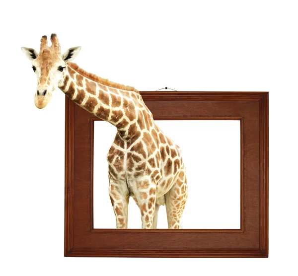 Giraffe in old photo frame with 3d effect Stock Photo by ©frenta 92344646