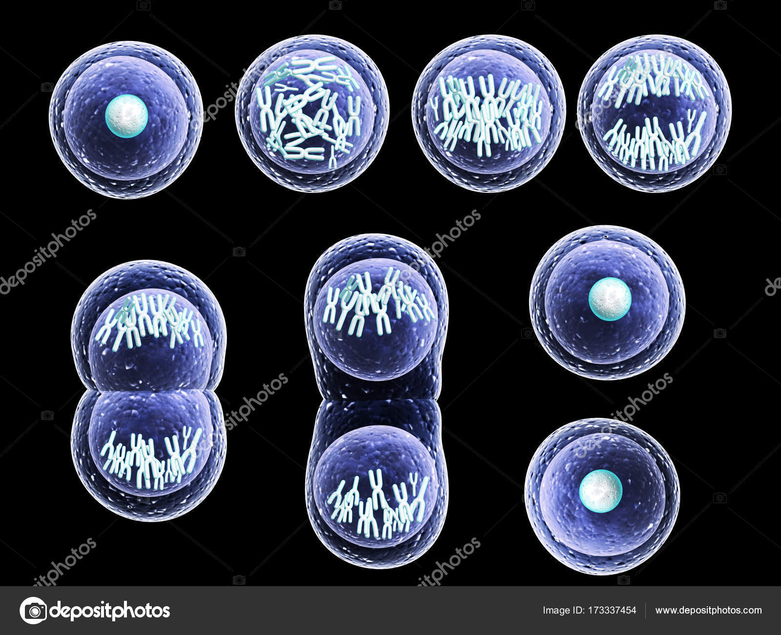 Process division of cell Stock Photo by ©frenta 173337454