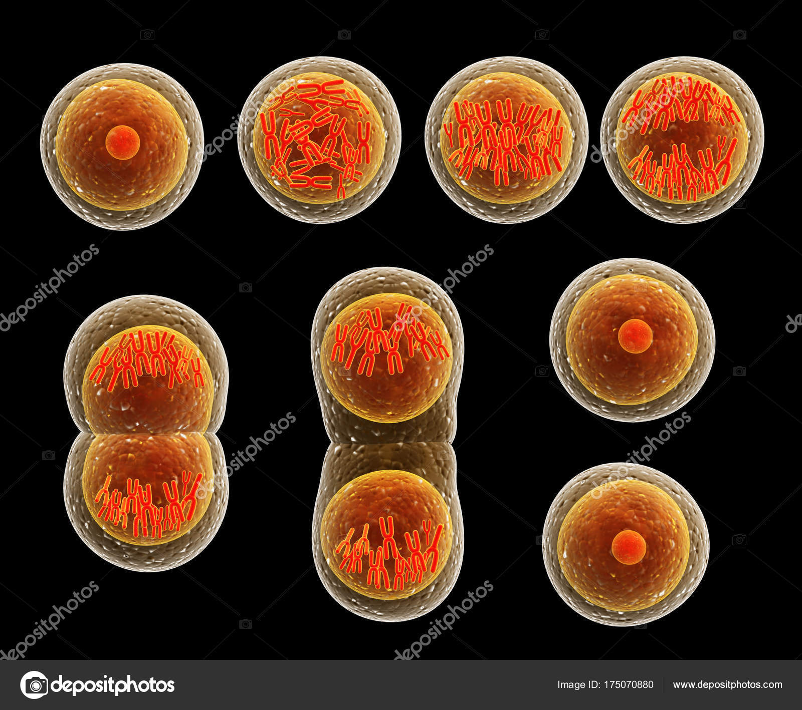 Process division of cell Stock Photo by ©frenta 175070880 Process division of cell Stock Photo by ©frenta 175070880