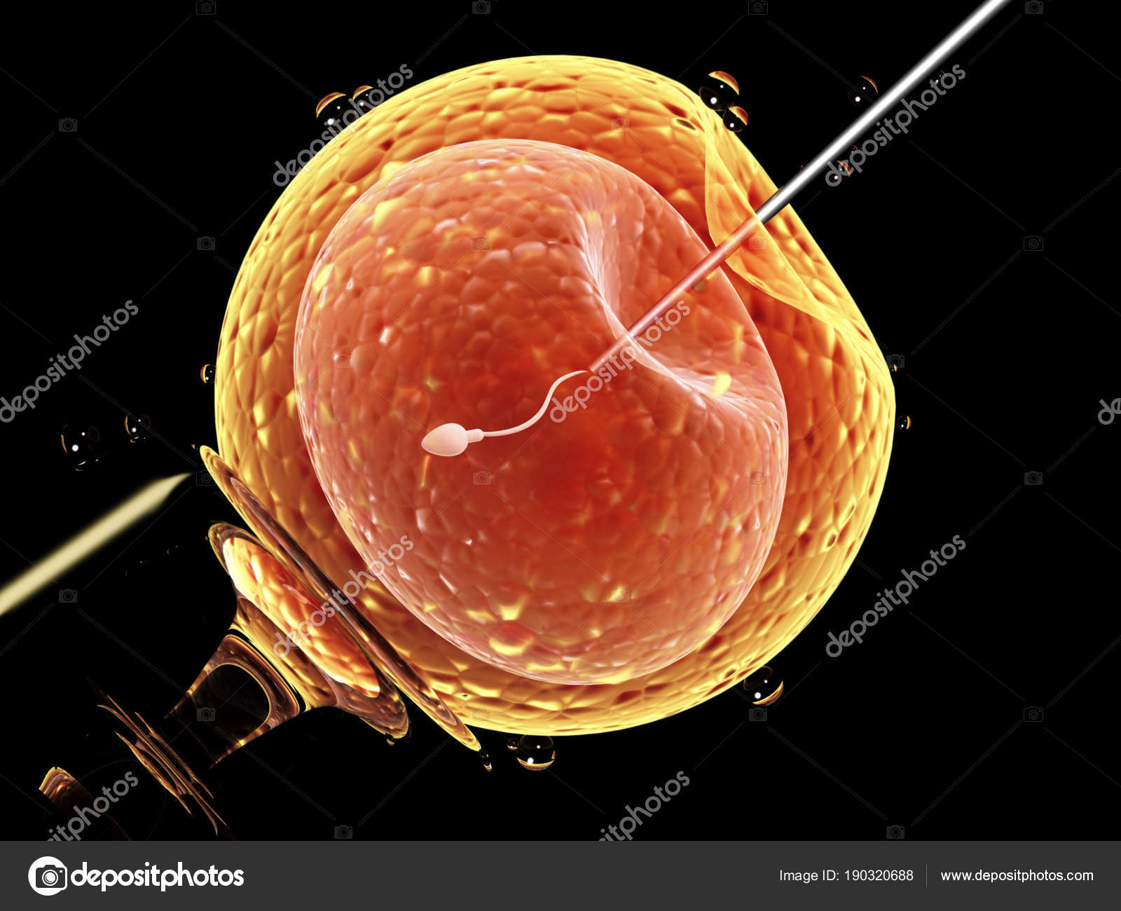 Artificial insemination. Needle puncture the cell membrane Stock Photo ...