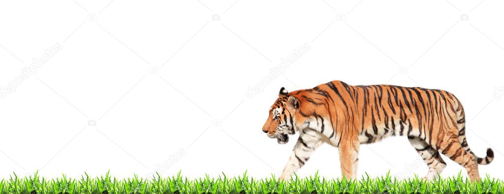 Tiger walking Stock Photos, Royalty Free Tiger walking Images ...