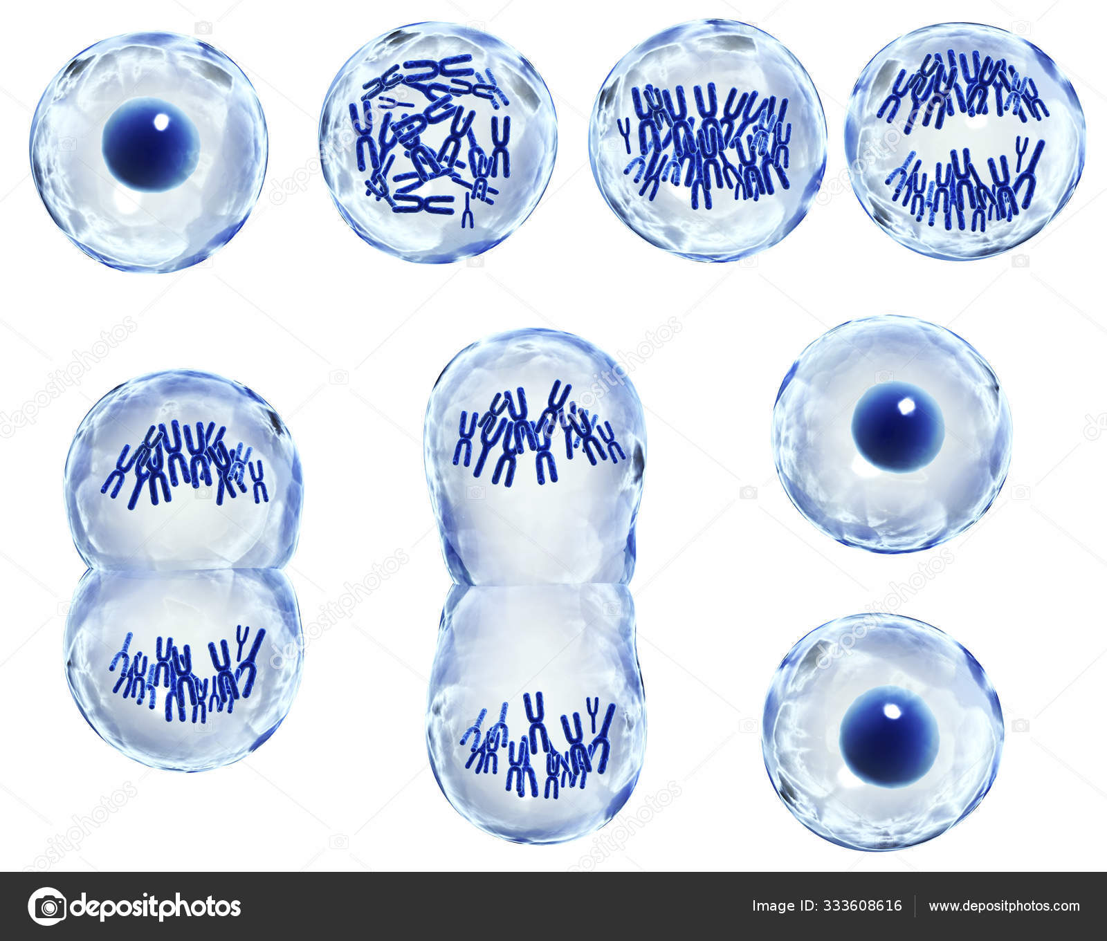 Process division of cell — Stock Photo © frenta #333608616 Process division of cell — Stock Photo © frenta #333608616