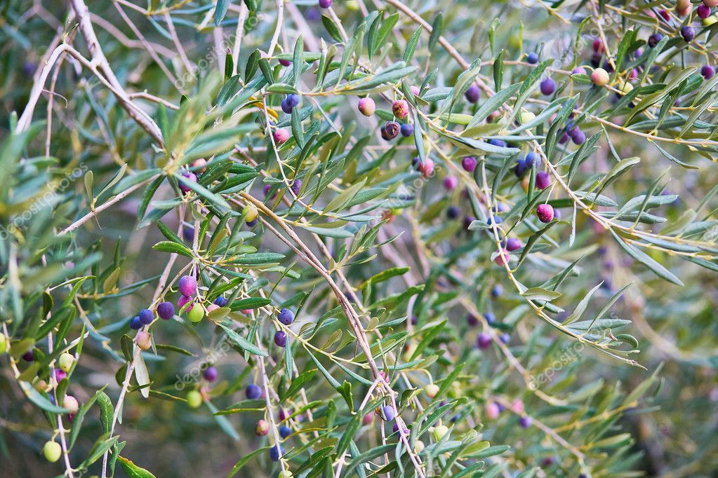 Olive tree branch — Stock Photo © encrier #128522992