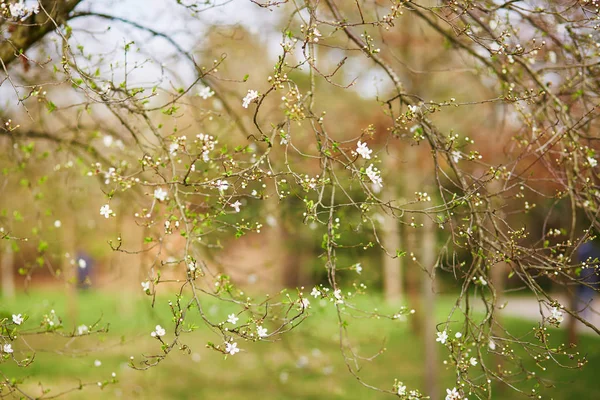 Flowers on meadow. Summer background — Stock Photo © YuliaAvgust #24446737