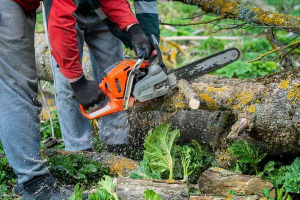 Tree cutter Stock Photos, Royalty Free Tree cutter Images | Depositphotos