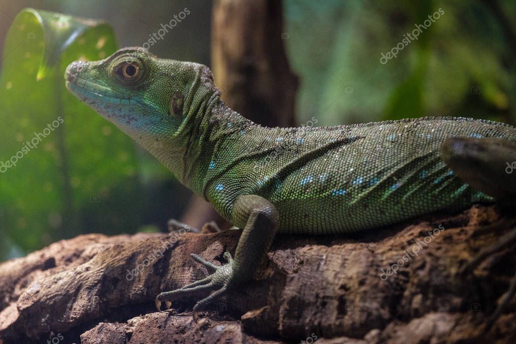 El basilisco de plumas también llamado comúnmente el basilisco verde 2024