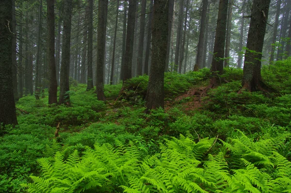 Temperate rainforests Stock Photos, Royalty Free Temperate rainforests ...