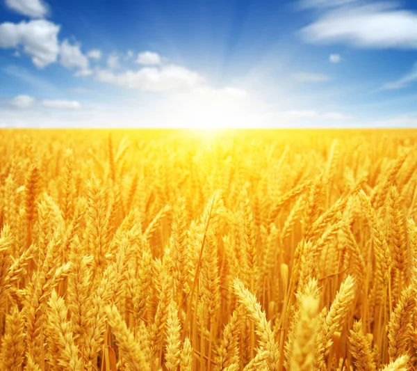 Wheat Field — Stock Photo © Subbotina #10688909