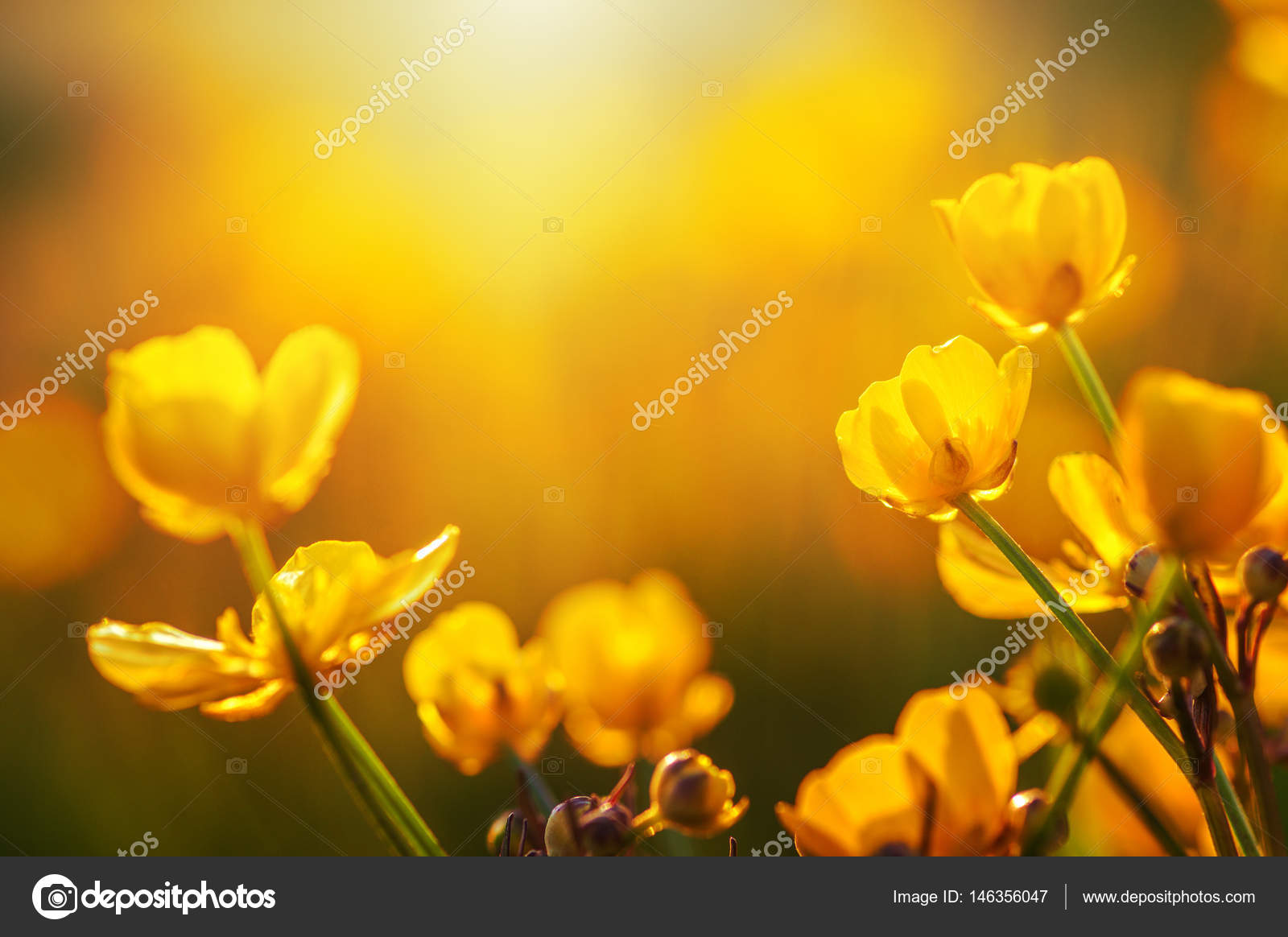 Field of spring flowers — Stock Photo © Ale-ks #146356047