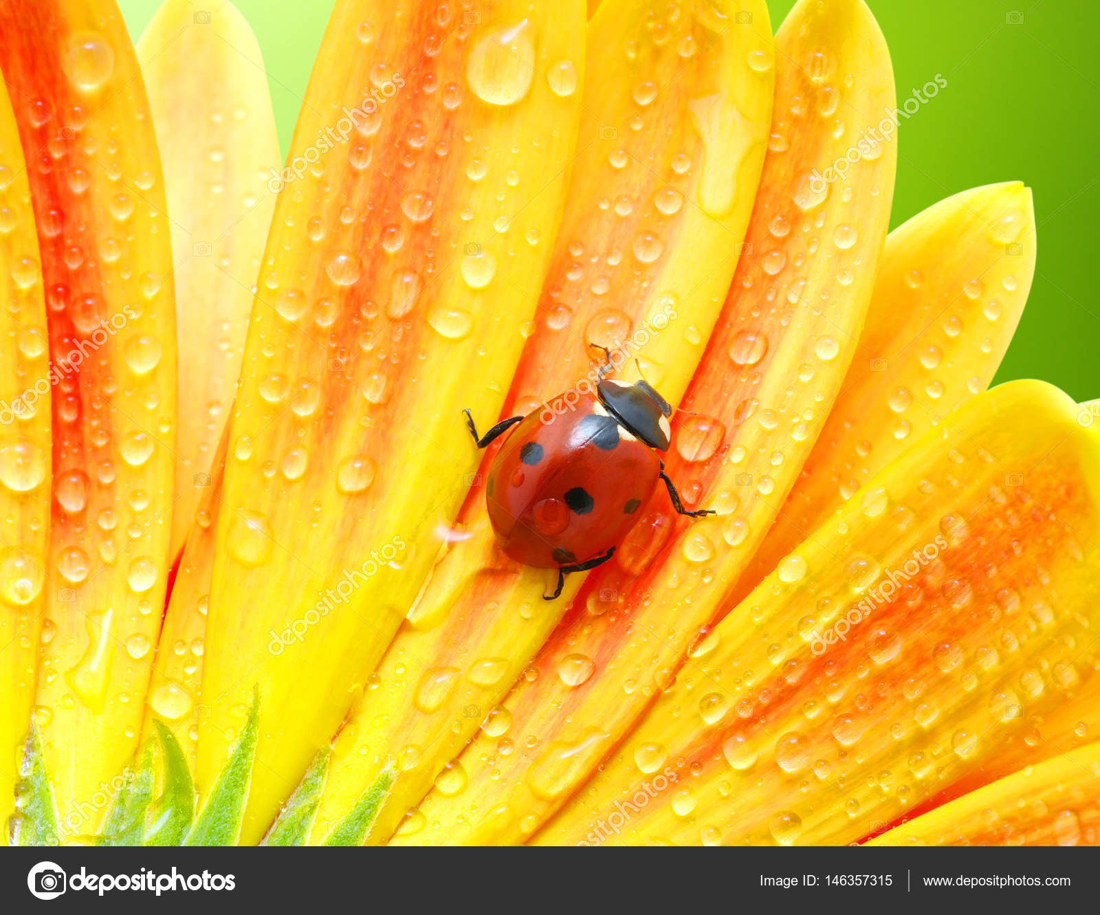 Ladybug and flower — Stock Photo © Ale-ks #146357315