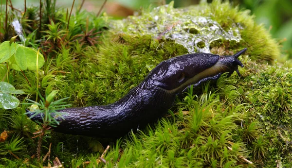 Blunt headed slug eating snake Stock Photos, Royalty Free Blunt headed ...
