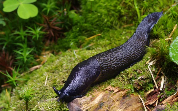 Blunt headed slug eating snake Stock Photos, Royalty Free Blunt headed ...