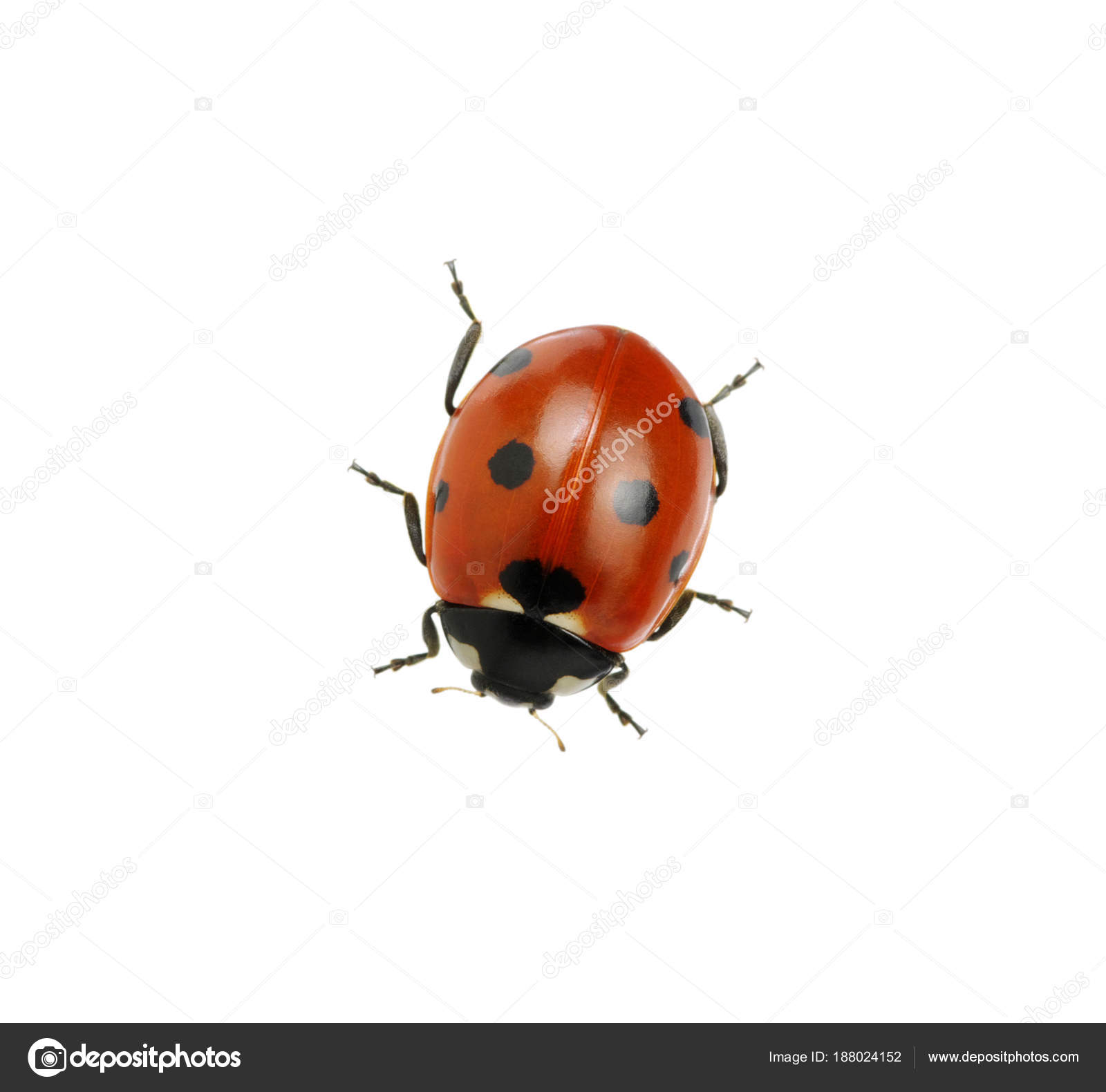Ladybug isolated on white — Stock Photo © Ale-ks #188024152