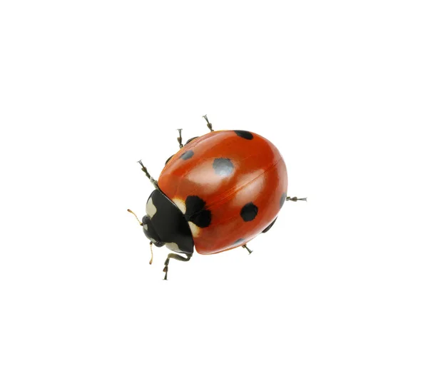 Ladybug white background Stock Photos, Royalty Free Ladybug white ...