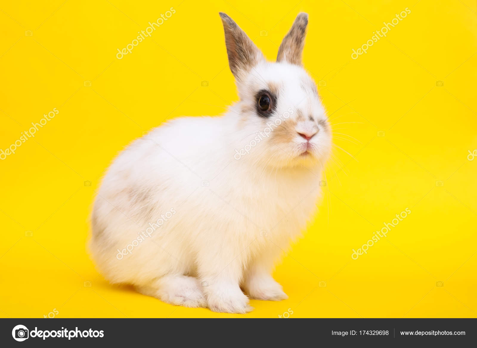 Little rabbit on the yellow background Stock Photo by ©Djemphoto 174329698