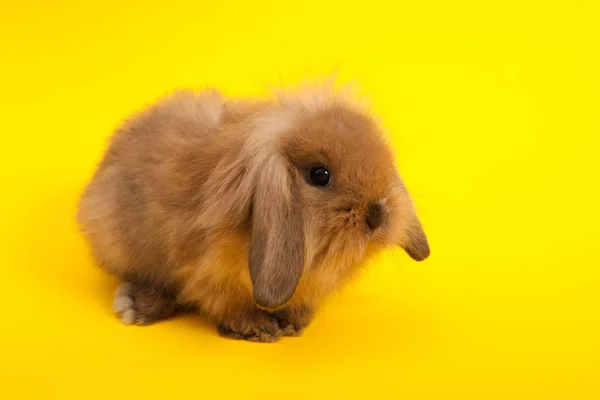 Hepatitis yellow hare Stock Photos, Royalty Free Hepatitis yellow hare ...