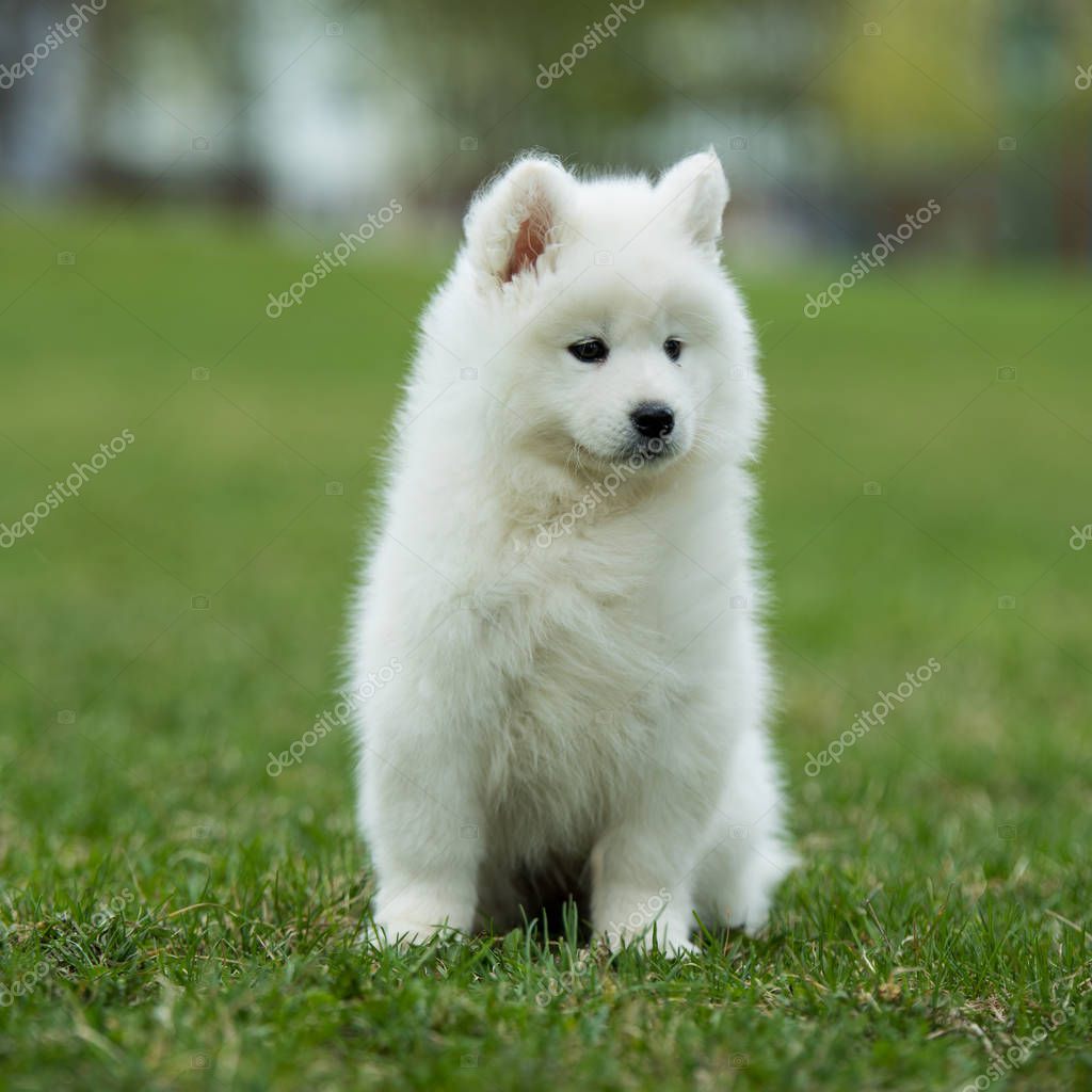 Perro cachorro Samoyedo blanco — Foto de stock © Djemphoto #192949990