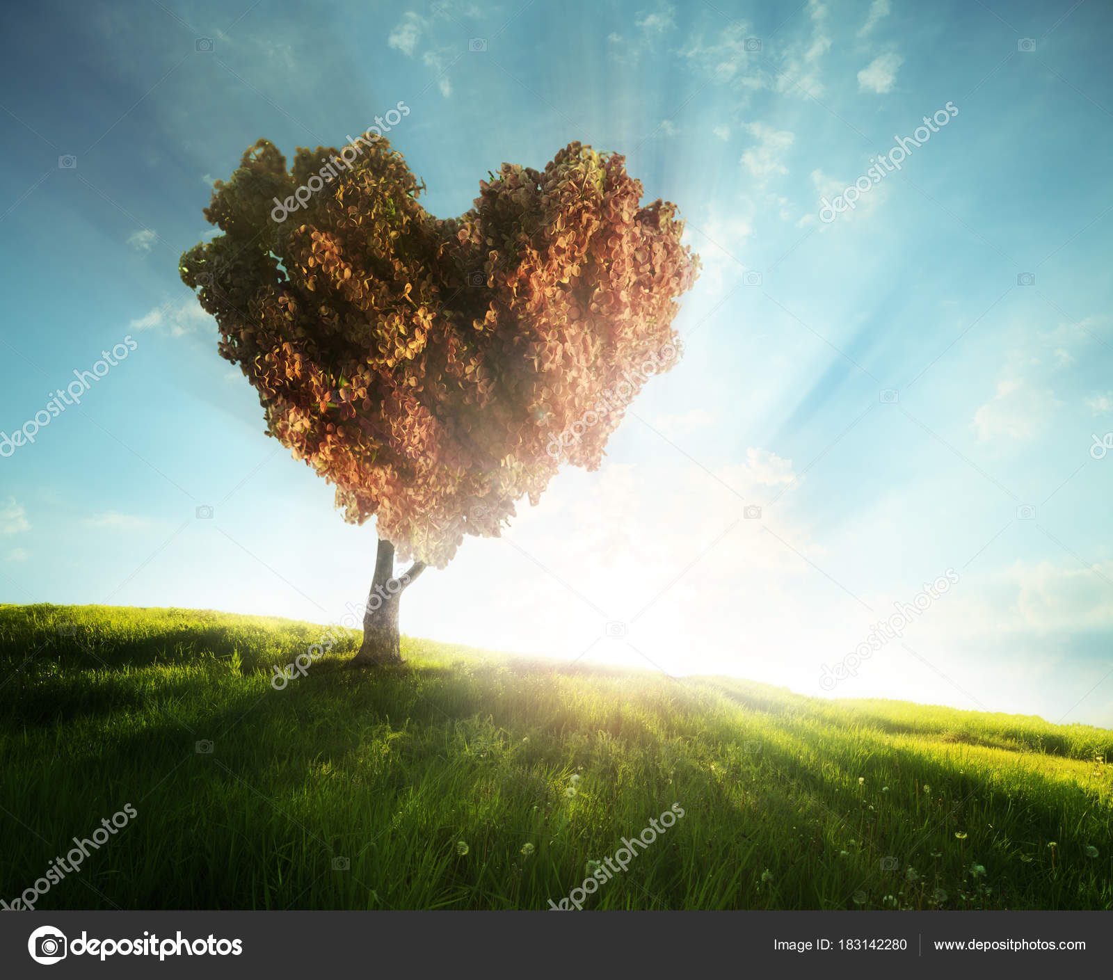 Green field with heart shape tree Stock Photo by ©volokhatiuk 183142280