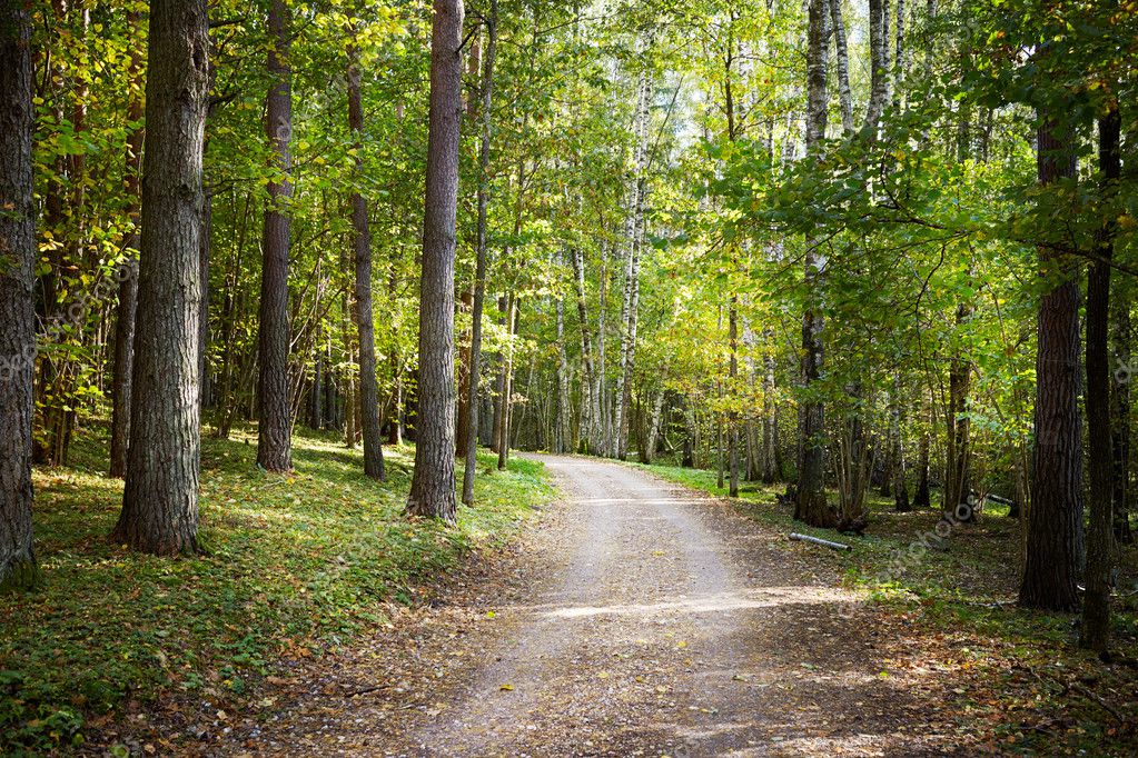 Pathway in a forest — Stock Photo © magone #126053510