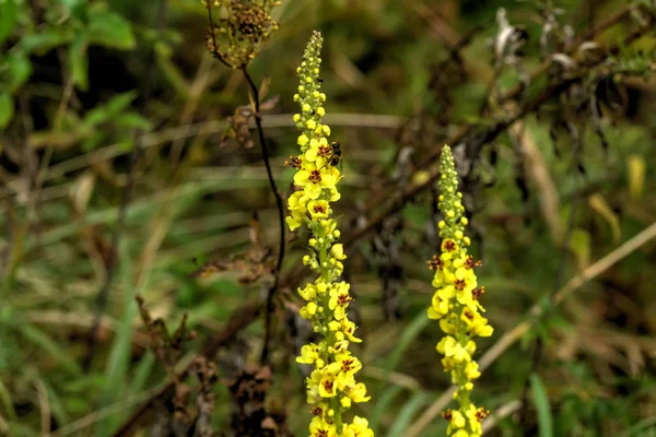 Mullein. Wild flower - Stock Image - Everypixel