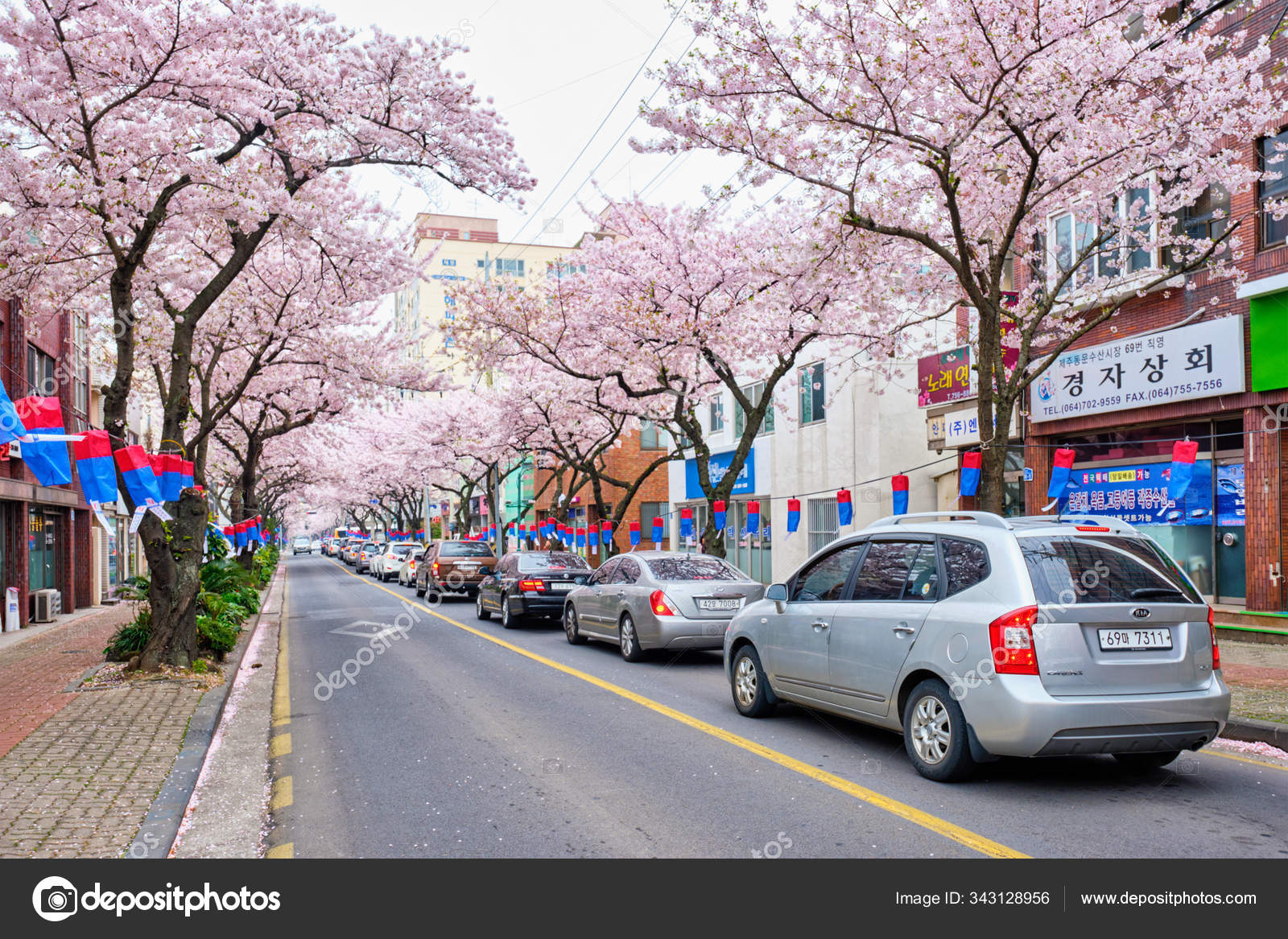 Blooming sakura cherry blossom trees in Korea – Stock Editorial Photo ...