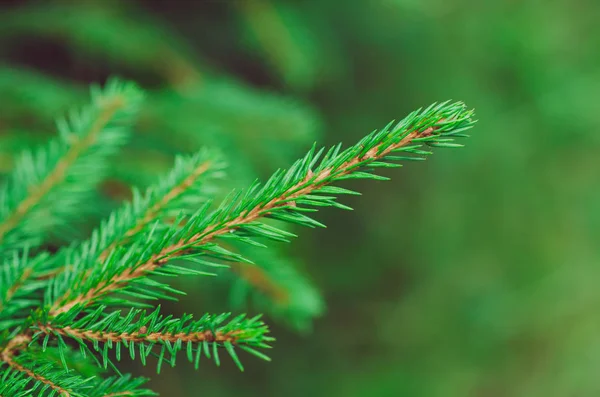 Pine tree branch Images - Search Images on Everypixel