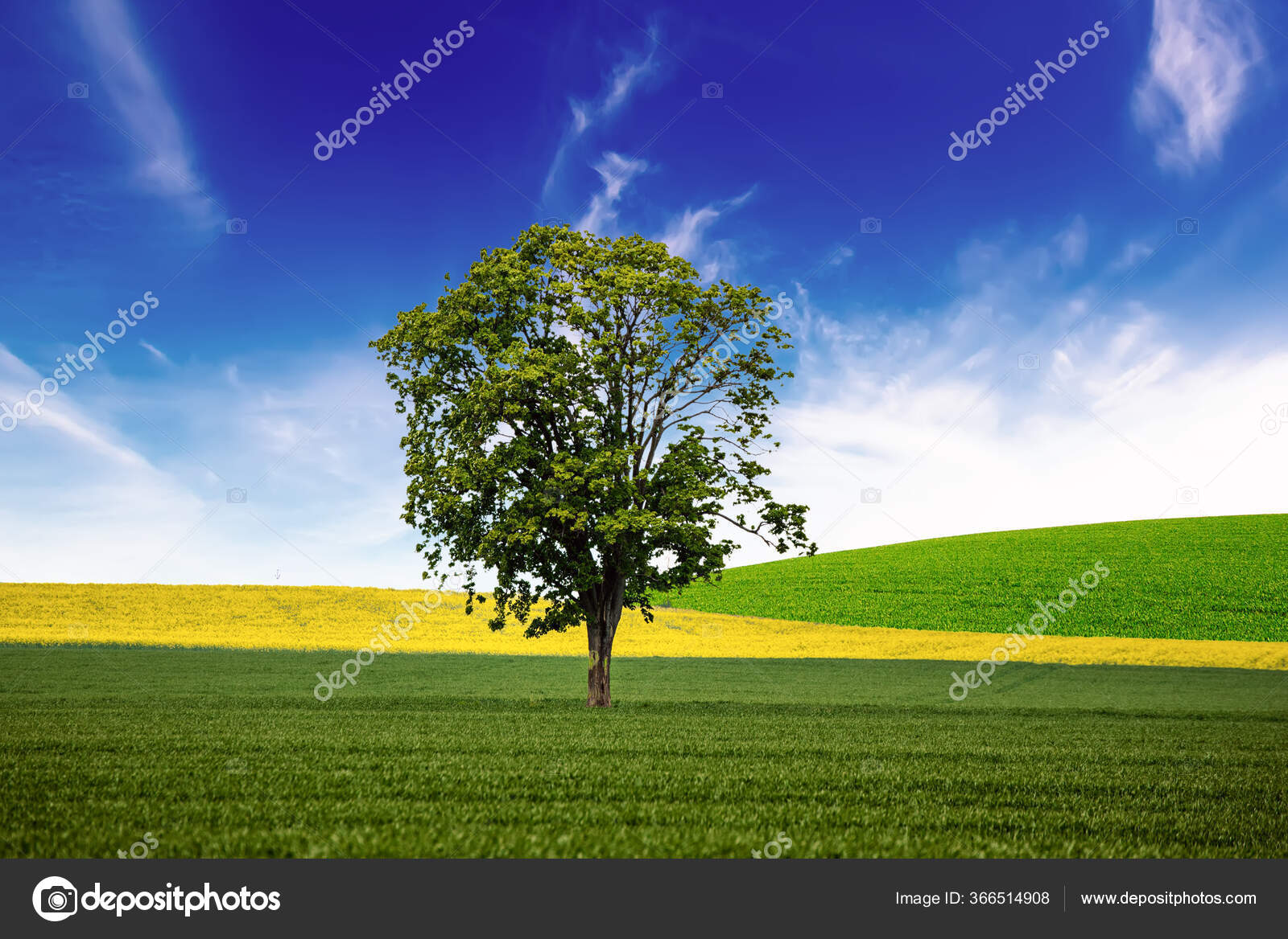 A Single Tree — Stock Photo © Roxana #366514908