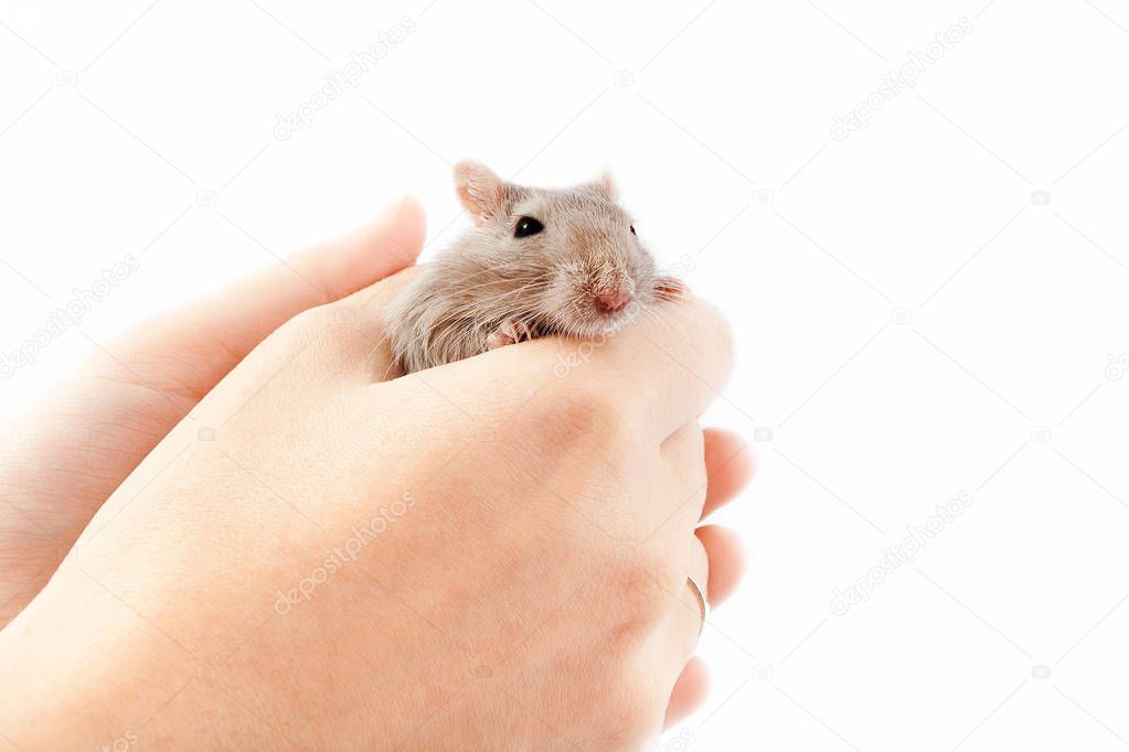 Gerbil mouse in human hand (Meriones unguiculatus) Stock Photo by ...