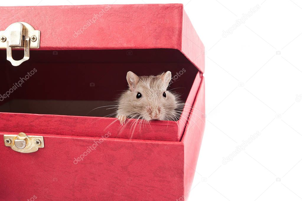 Little gray mouse in a box (Meriones unguiculatus) Stock Photo by ...