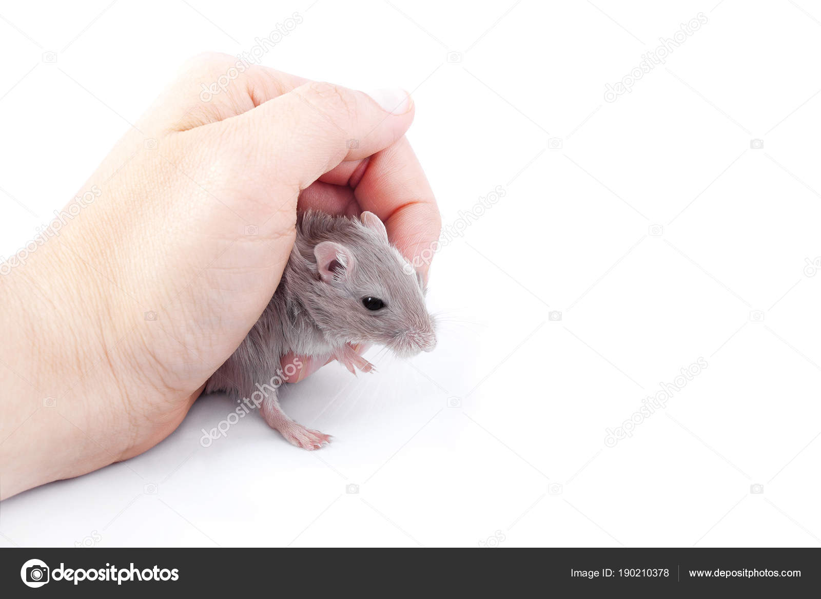 Gerbil mouse in human hand (Meriones unguiculatus) Stock Photo by ...