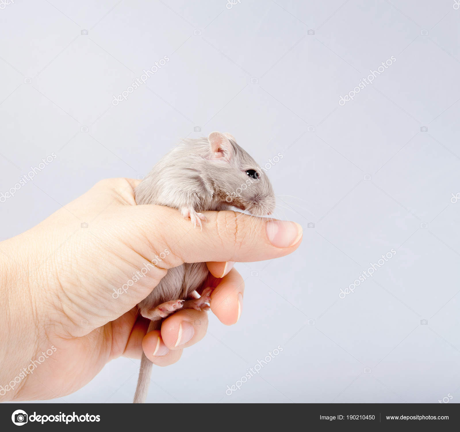 Gerbil mouse in human hand (Meriones unguiculatus) Stock Photo by ...