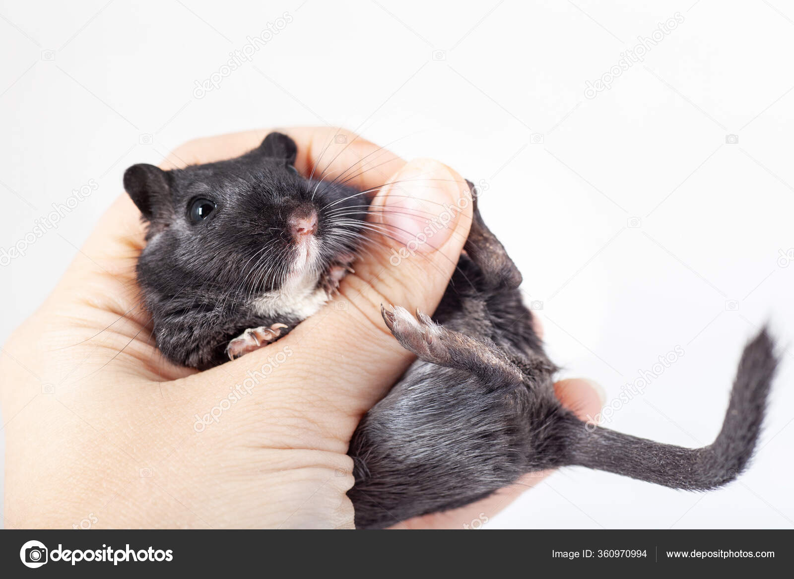 Black And White Gerbils