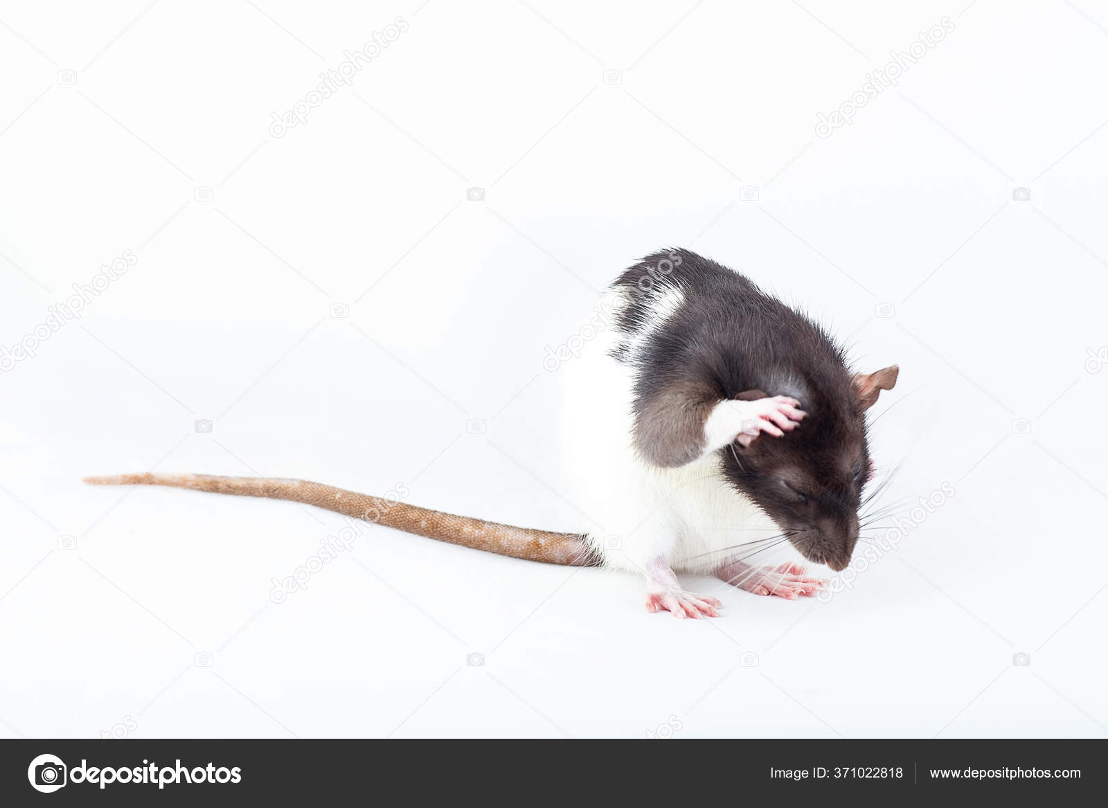 Rat Washing Itself Its Paws Spotted Rat Isolated White Background ...