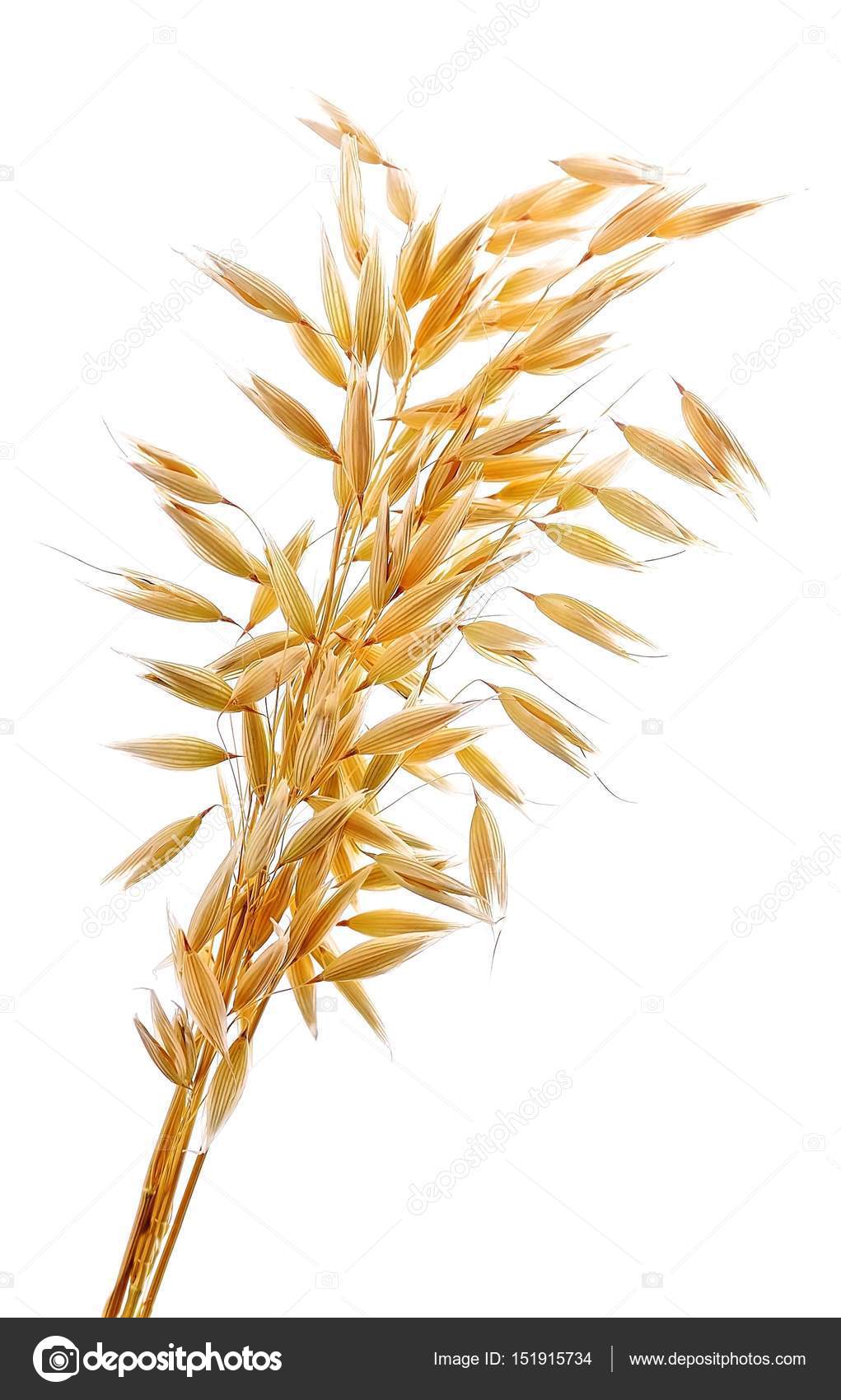 Oat plant closeup. — Stock Photo © margo555 #151915734