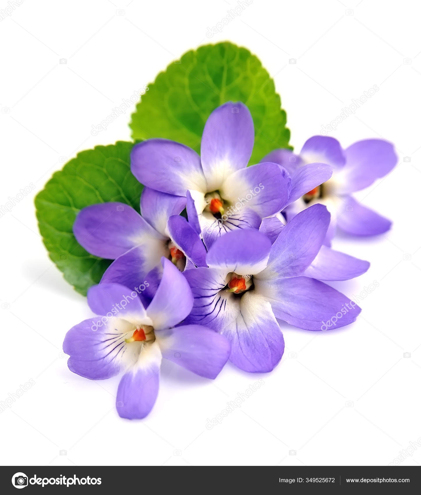 Wild Violet Flowers Isolated White Backgrounds Stock Photo by ©margo555 ...