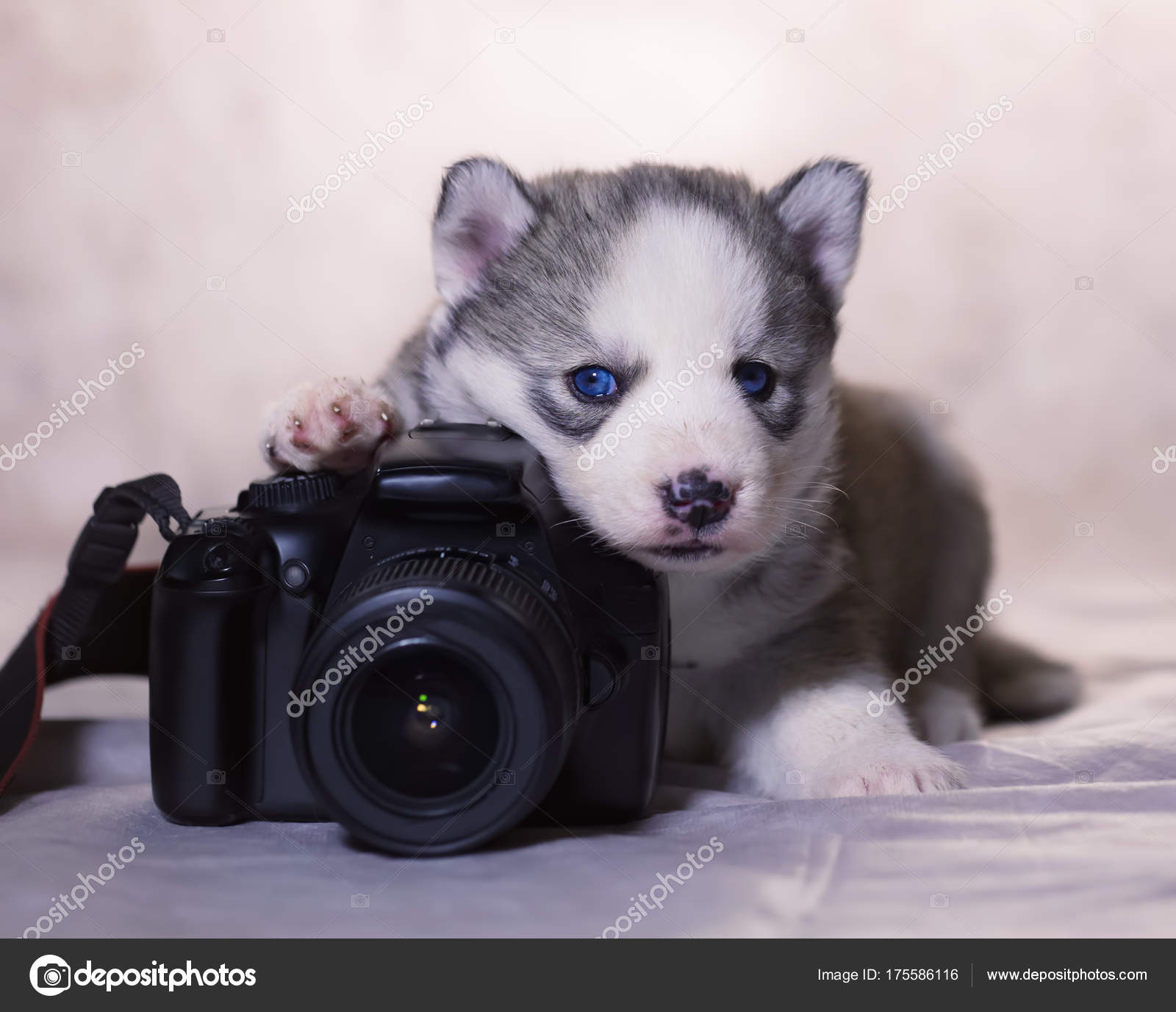 Husky Puppy Lying Camera — Stock Photo © Vikulin #175586116