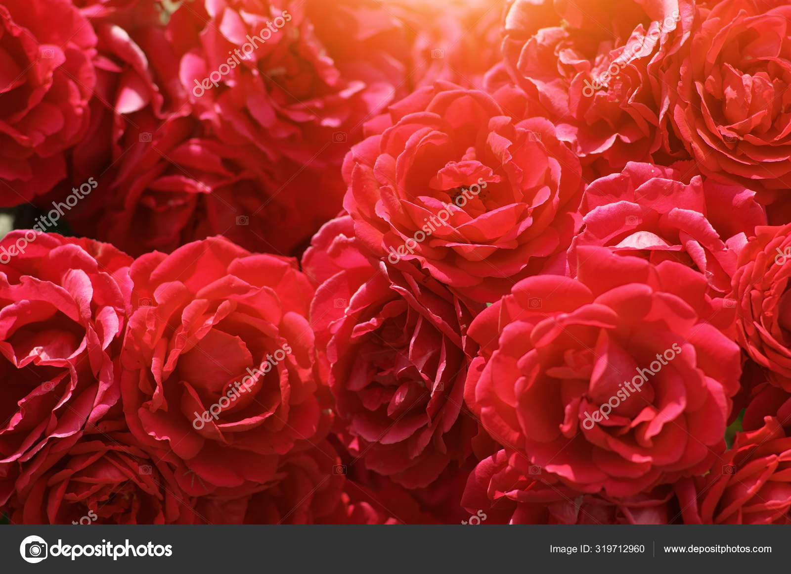 Red rose bush. Stock Photo by ©zatvor 319712960