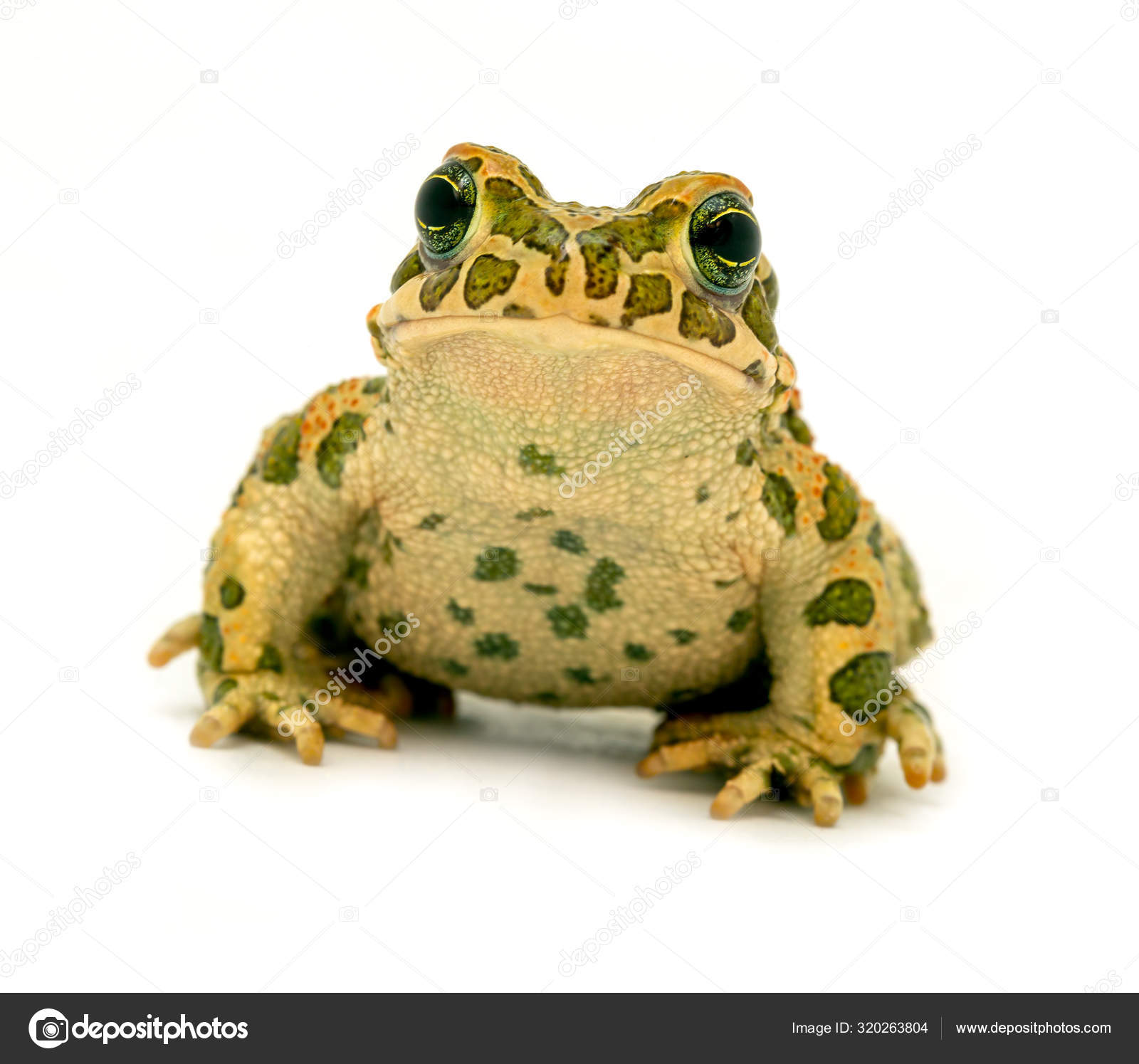 Speckled Toad