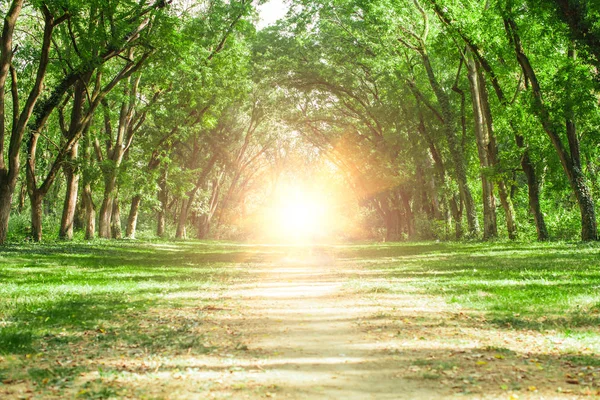 Magical pathway Stock Photos, Royalty Free Magical pathway Images ...