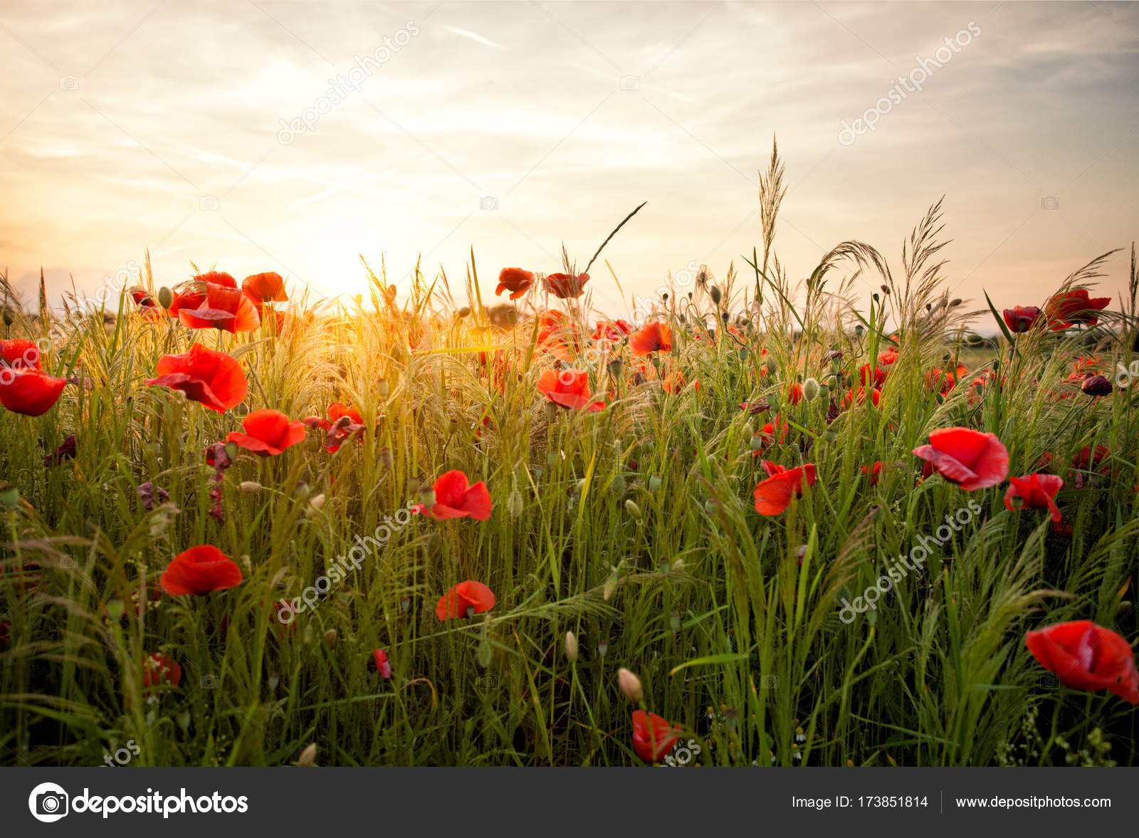 Poppy fields on sunset Stock Photo by ©oksixx 173851814