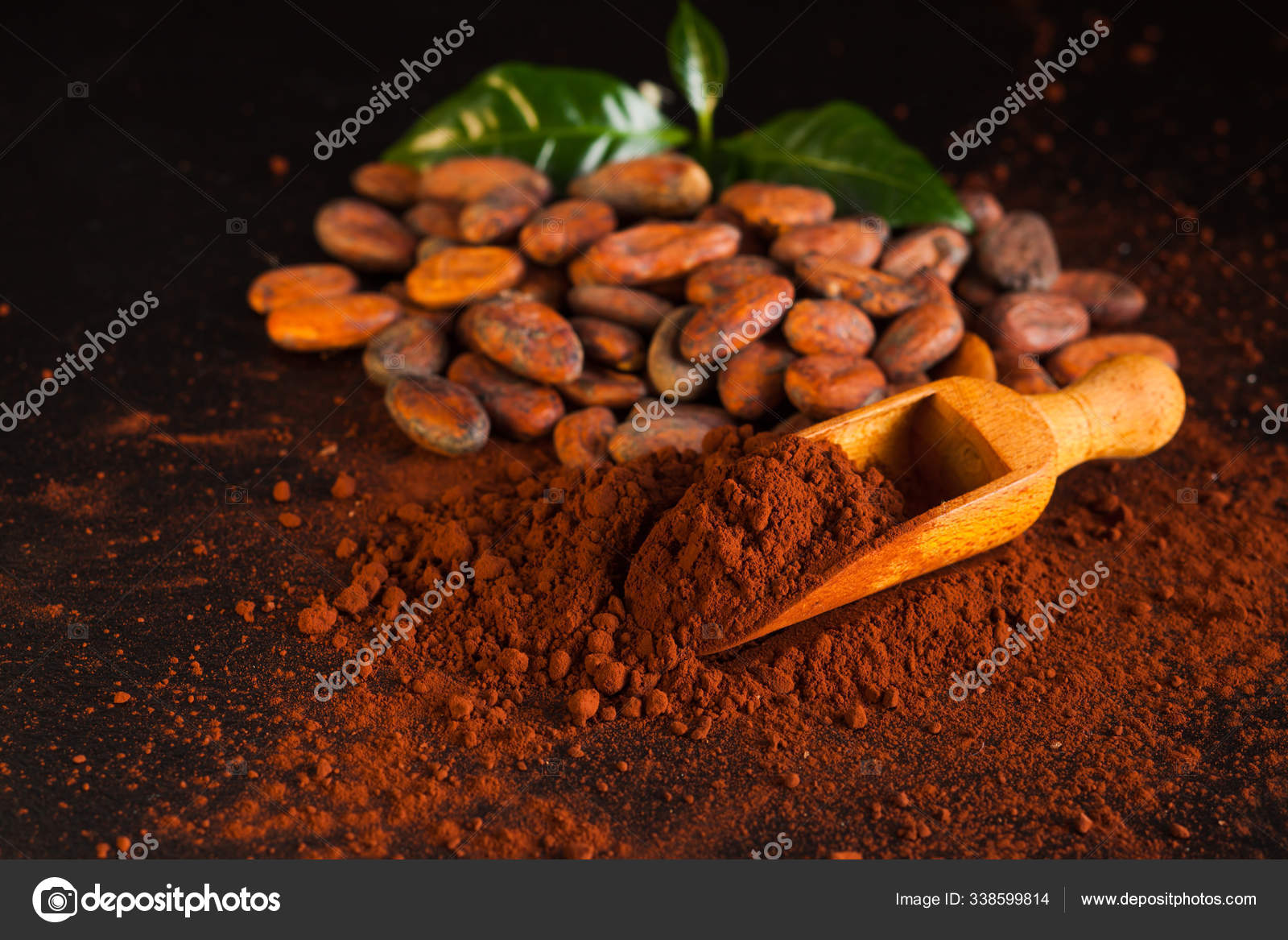 Cocoa beans and cocoa powder. Ingredient for preparation chocolate ...