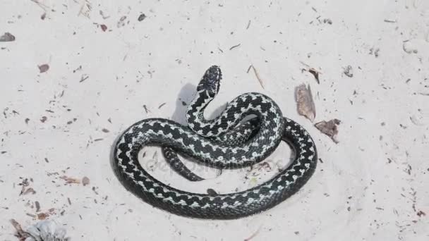 Swamp adder attacks — Stock Video © krugloff #158869846