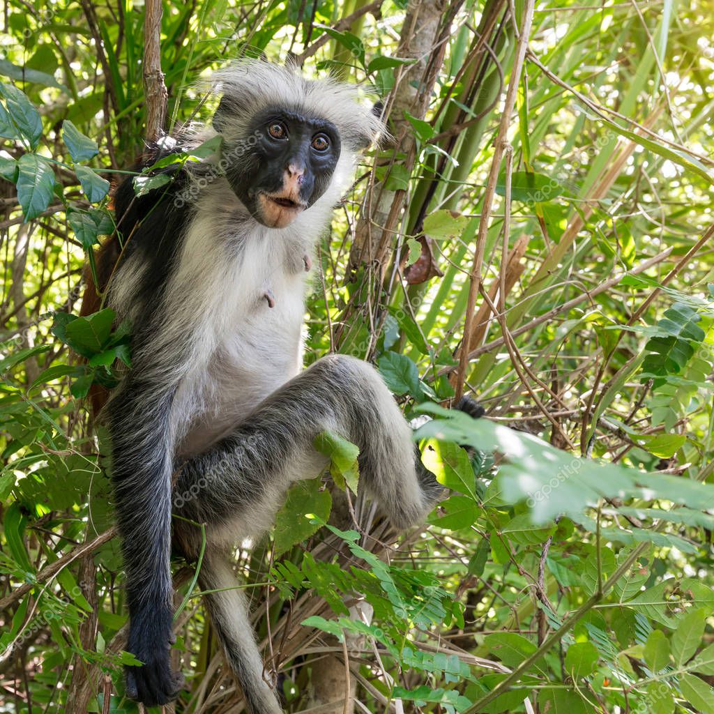 curioso simio peludo en un árbol en el Parque Nacional Jozani Chwaka ...
