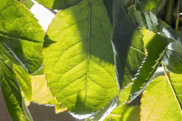 Rose leaf texture, closeup in a vertical direction. Pattern from leafs ...