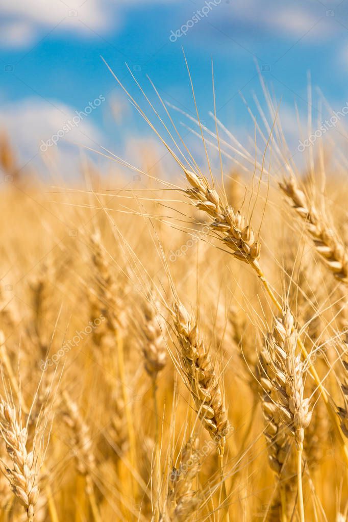 Yellow wheat field Stock Photo by ©bloodua 130381562