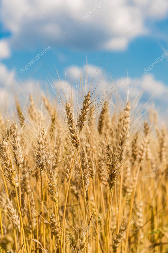 Yellow wheat field Stock Photo by ©bloodua 130381592