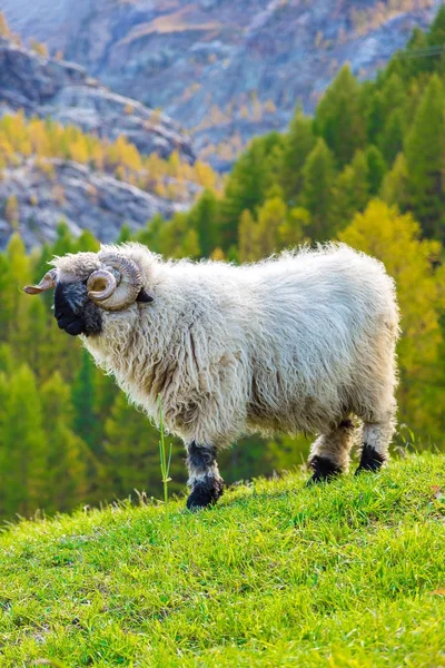Valais blacknose sheep in Alps Stock Photo by ©bloodua 97949978