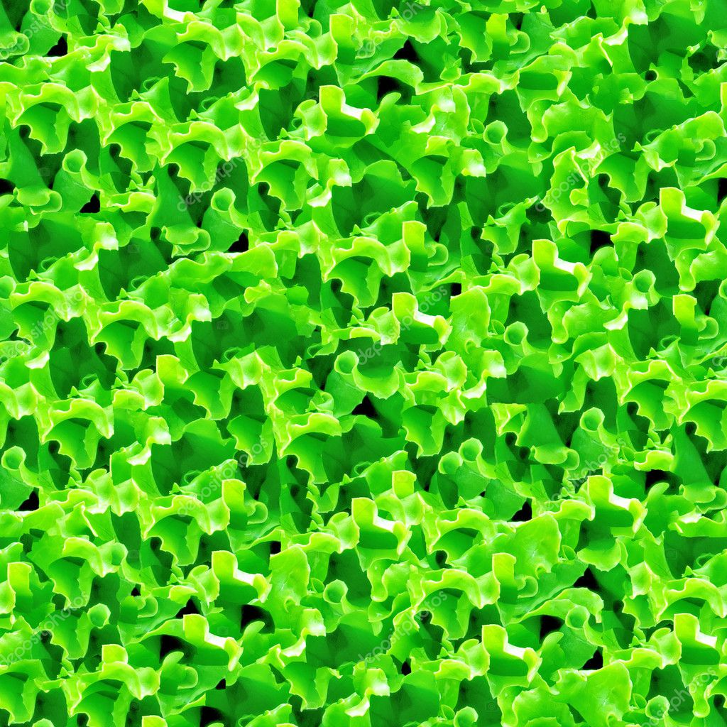 Lettuce Texture Green Vegetable Lettuce Leaf Texture Stock Photo